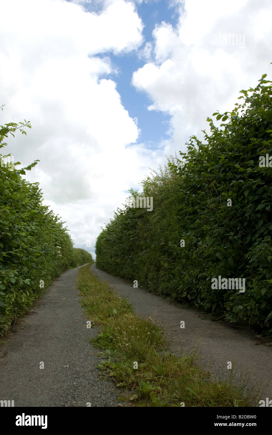 single track country lane Stock Photo - Alamy