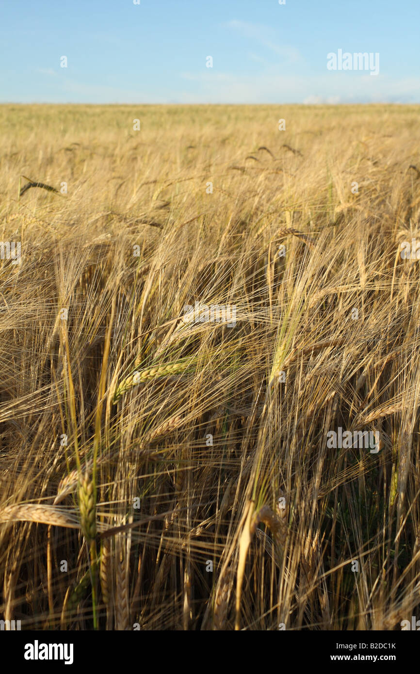 Field of barley Stock Photo - Alamy