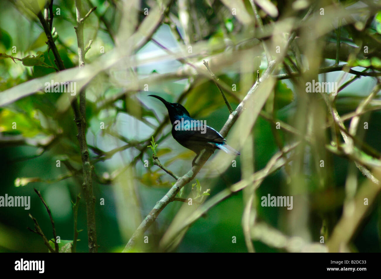 Karakonam hi-res stock photography and images - Alamy