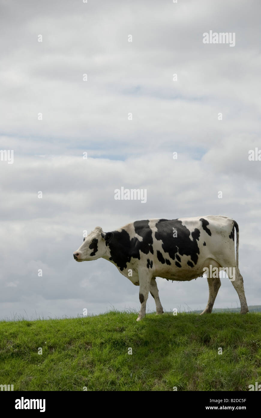 friesian dairy cow Stock Photo - Alamy