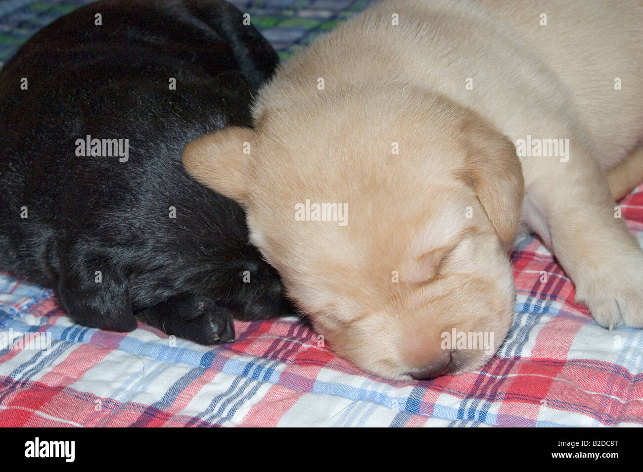 Yellow Lab Puppies Sleeping
