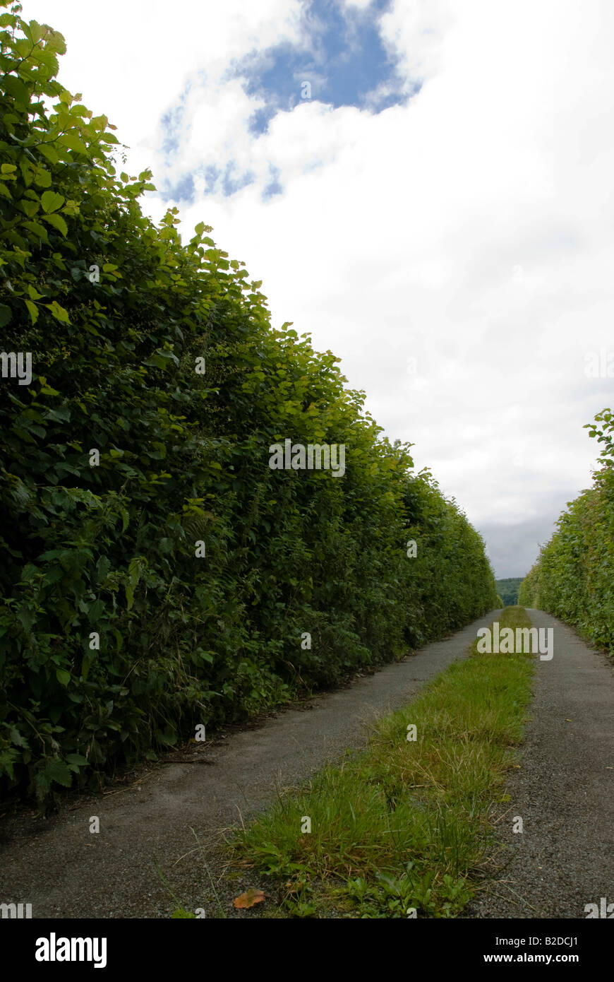 single track country lane Stock Photo - Alamy