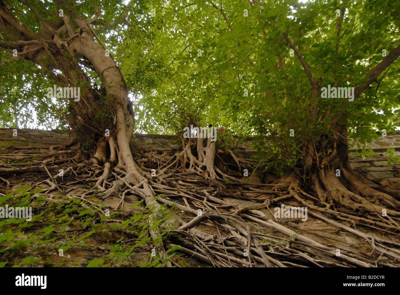 strange crawling tree's , hong kong park hong kong Stock Photo - Alamy