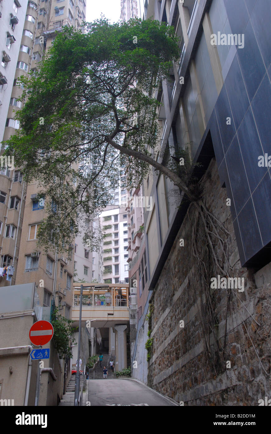 strange tree growing out the side of wall, hong kong Stock Photo - Alamy
