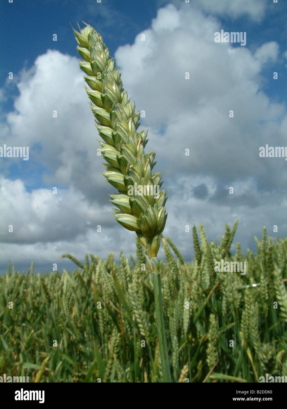 Ear single wheat hi-res stock photography and images - Alamy
