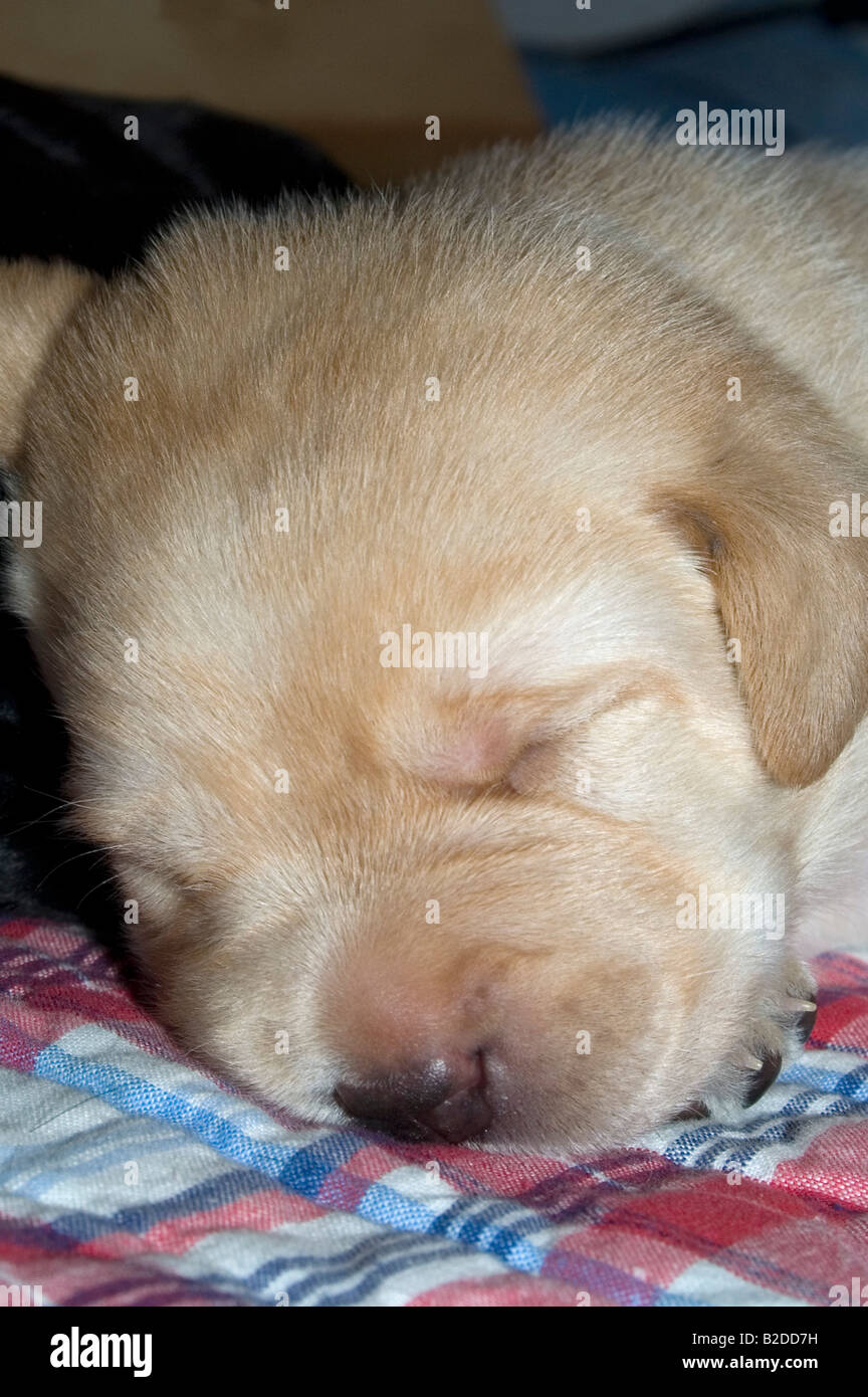 Yellow Labrador Retriever Puppy sleeping on a blanket Stock Photo - Alamy