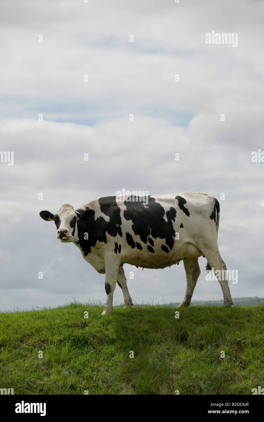 friesian dairy cow Stock Photo - Alamy