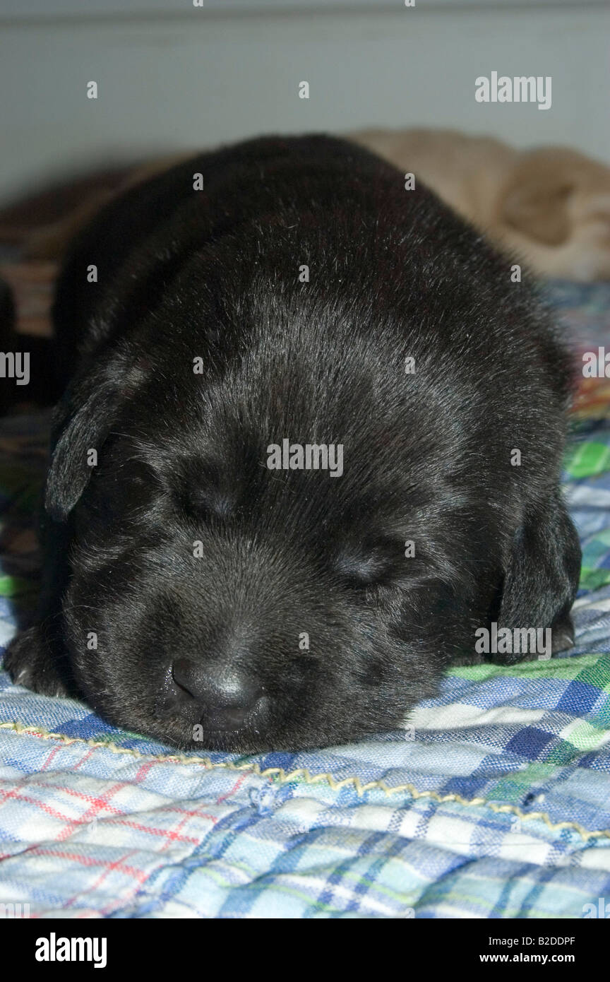 Black Labrador Retriever Puppy sleeping on a blanket Stock Photo - Alamy