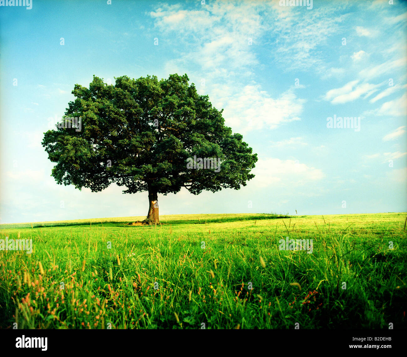 Love heart carved oak tree hi-res stock photography and images - Alamy