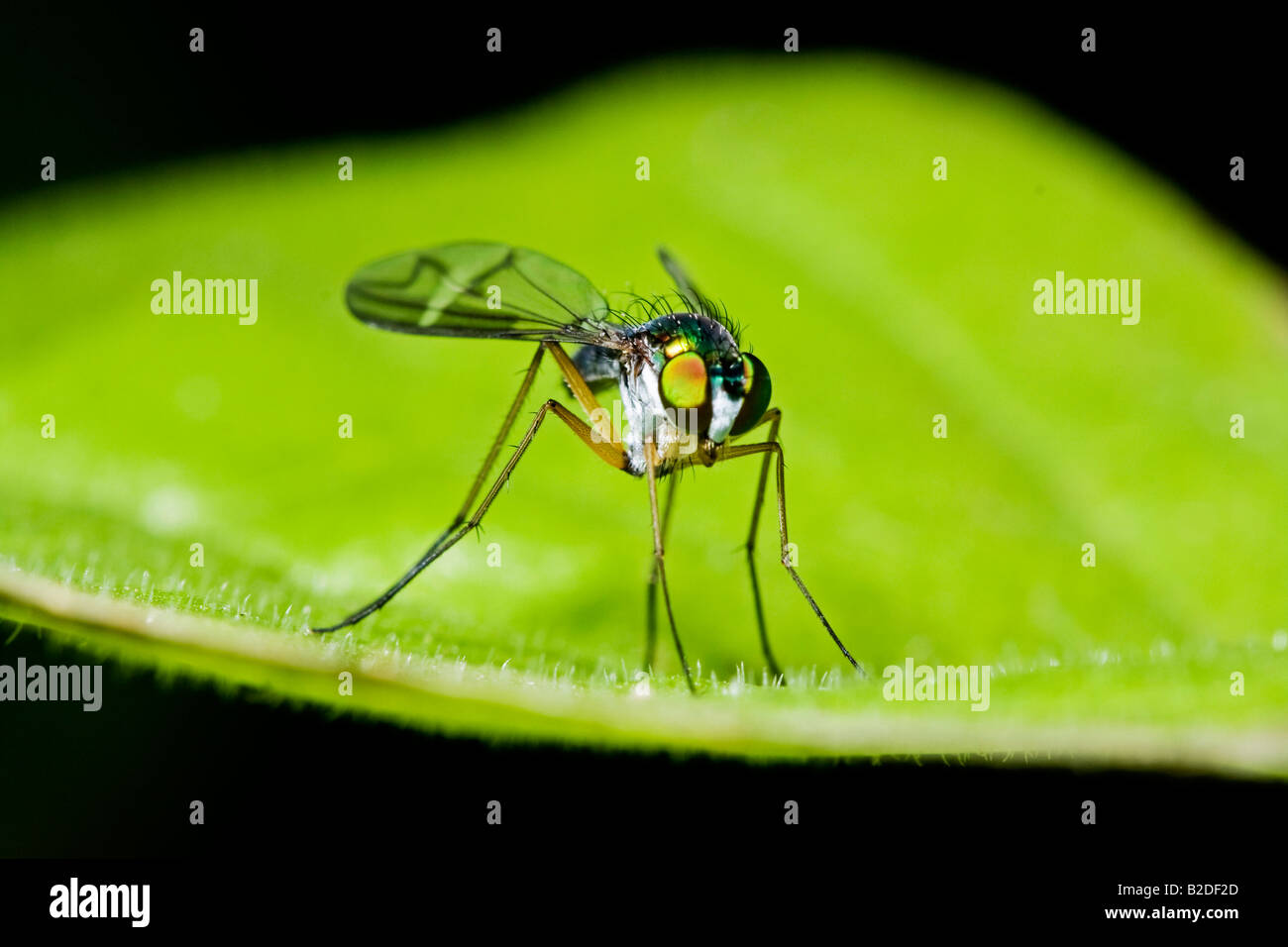 Mosquito hi-res stock photography and images - Alamy