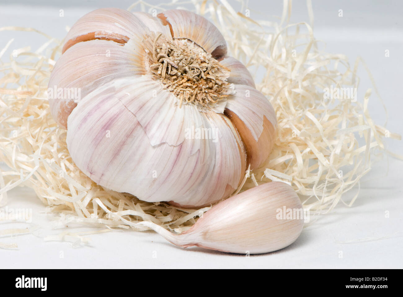 Garlic on a light background Stock Photo - Alamy