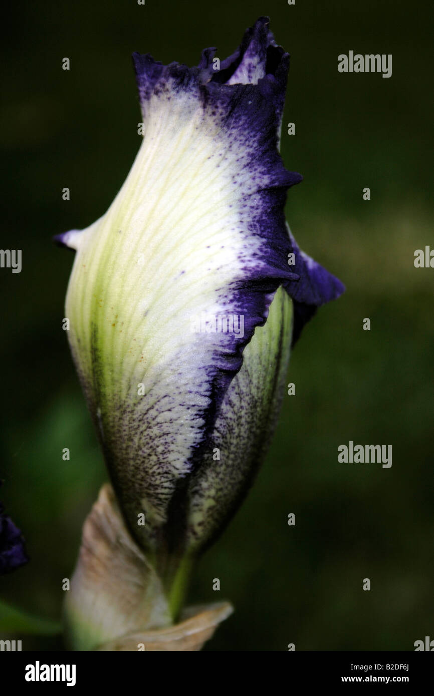 Closed purple iris blossom Stock Photo - Alamy