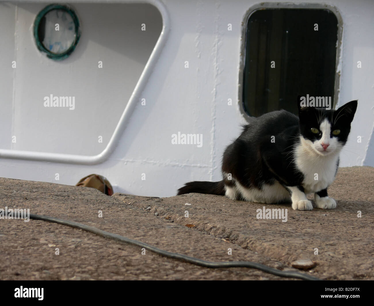A picture of a cat which is on a port Stock Photo - Alamy