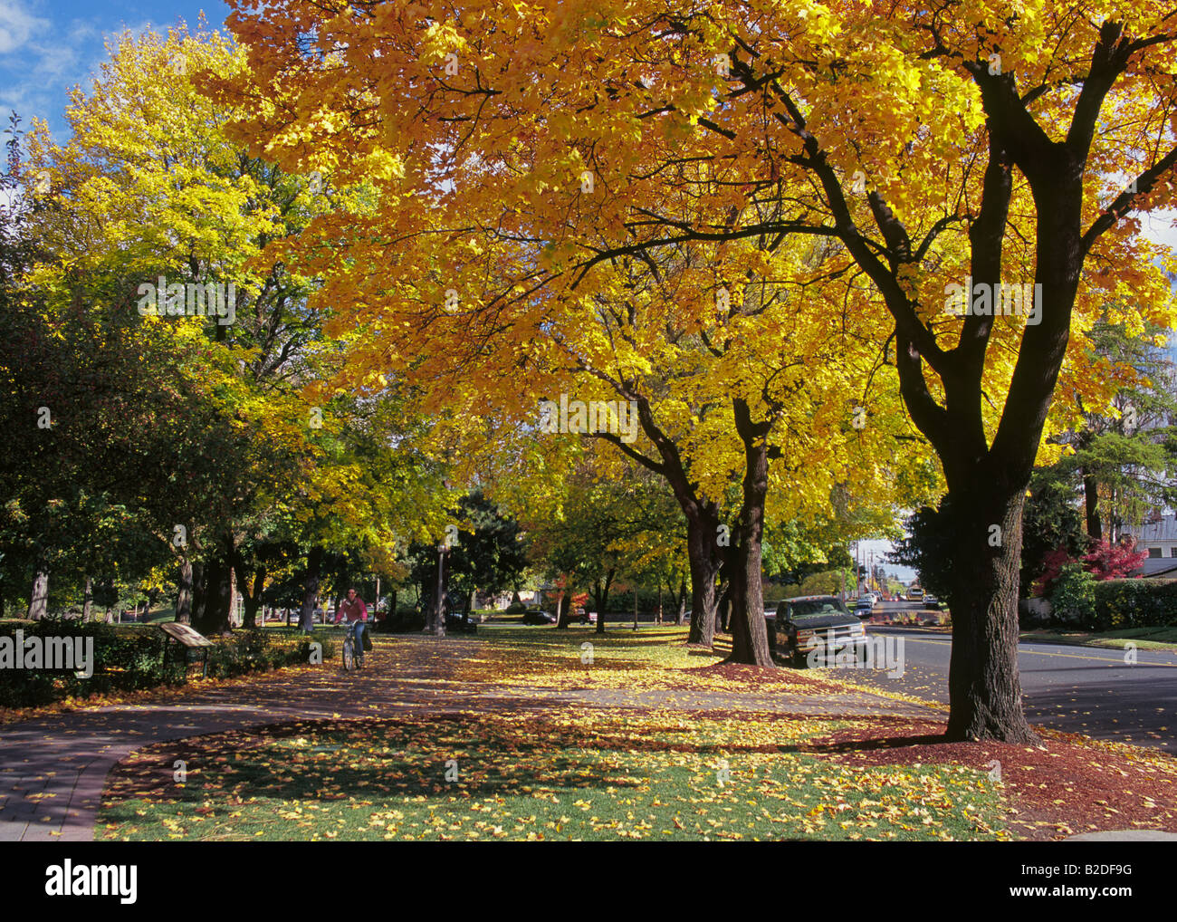 A view of the maple trees turning yellow in Drake Park along the ...