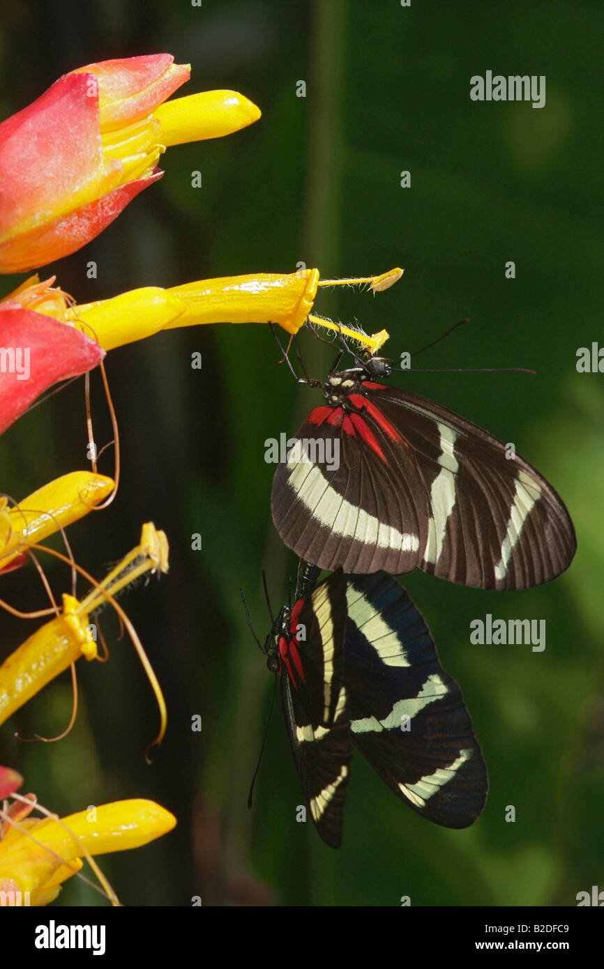 Butterfly heliconius coupling flower costa rica february vertical ...