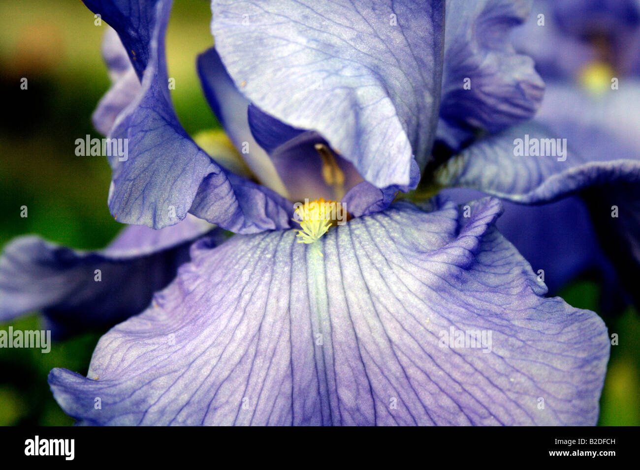 A blue-purple iris blossom Stock Photo - Alamy