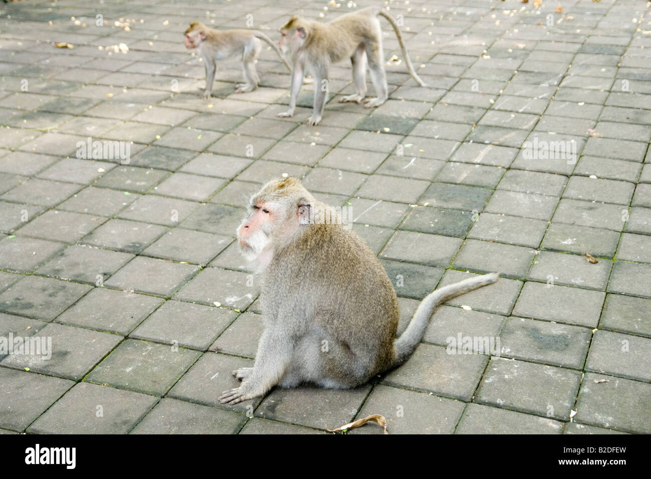 In Ubud, Macaques waiting for food in the Sacred Monkey Forest ...
