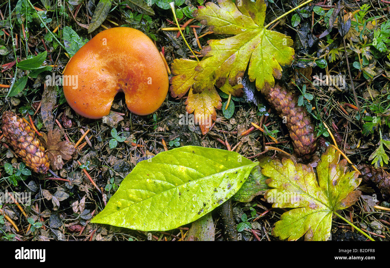 An autumn medley of colors in leaves cones and mushrooms along the ...
