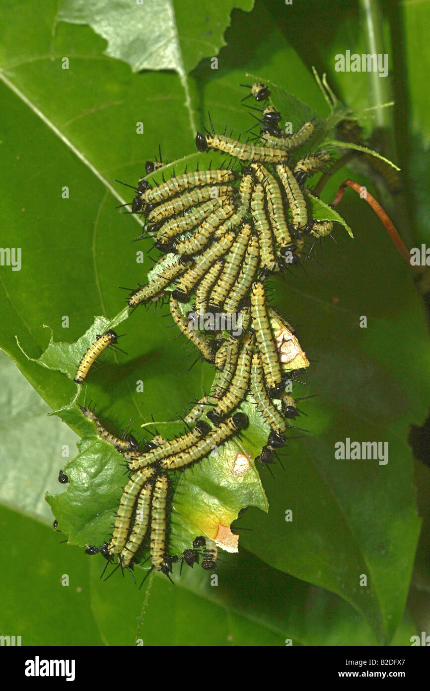 Heliconius Caterpillar Hi Res Stock Photography And Images Alamy
