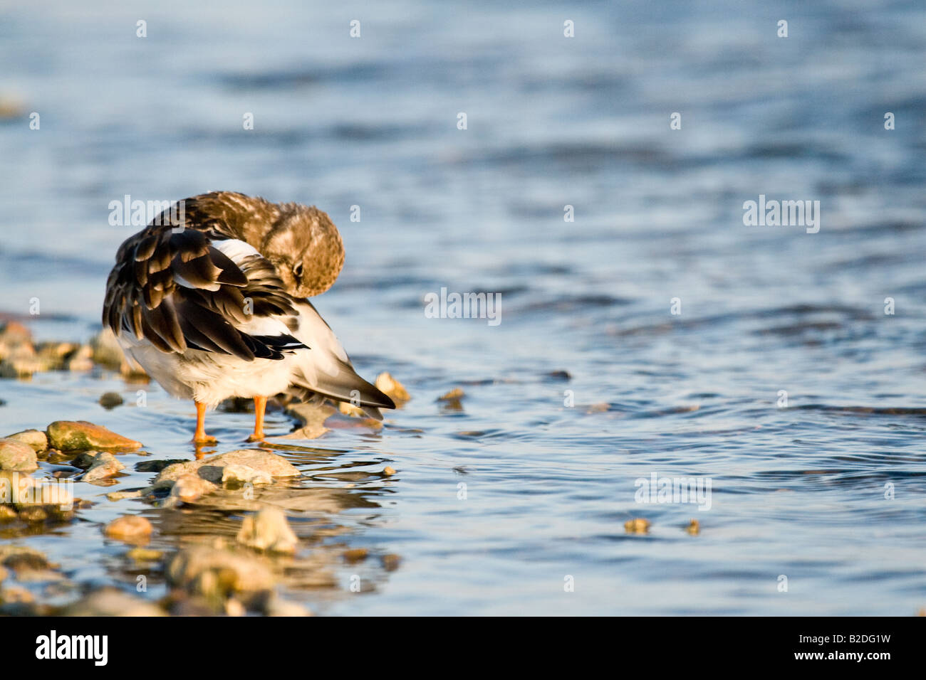Preening wader hi-res stock photography and images - Alamy