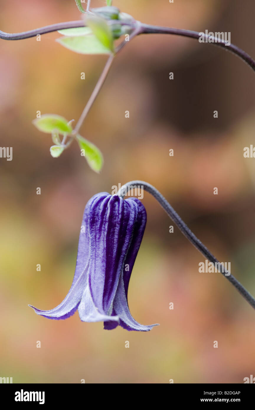 Clematis 'Rooguchi'. Integrifolia Group clematis 'Rooguchi' Stock Photo ...
