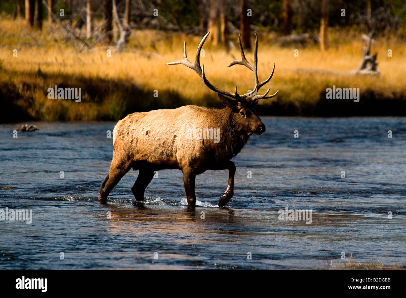 Bull Elk crossing Madison River in Yellowstone National Park Stock ...