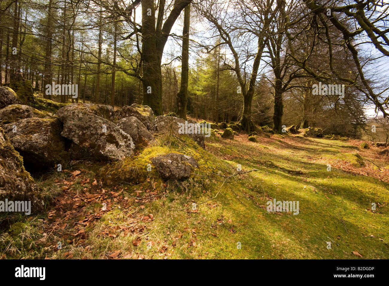 Dartmoor trees shadows hi-res stock photography and images - Alamy
