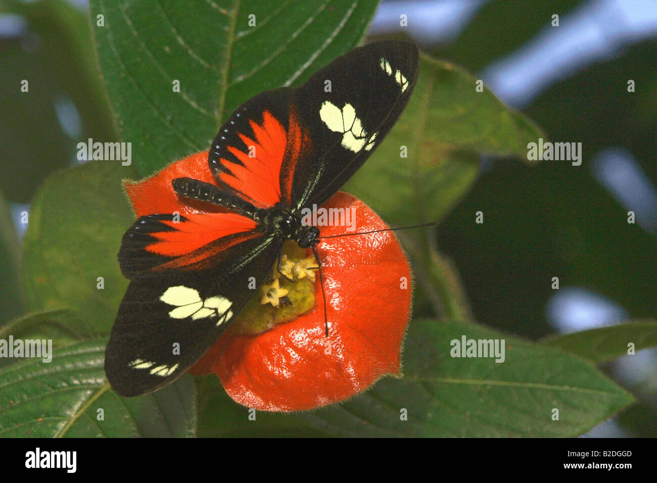 Longwing heliconius doris hi-res stock photography and images - Alamy
