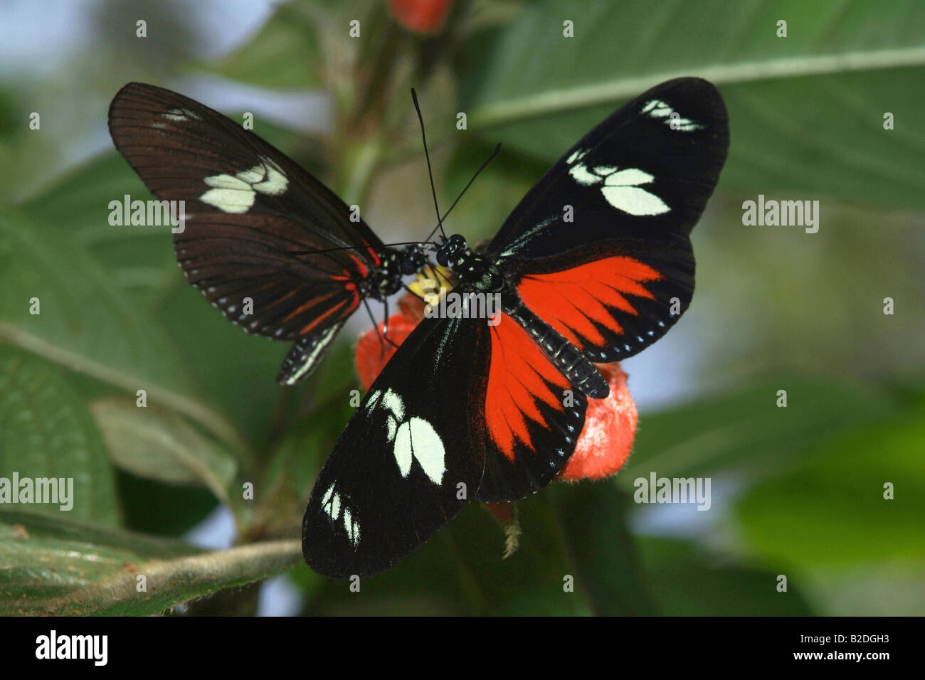 5063908 Longwing Butterfly Stock Photo - Alamy