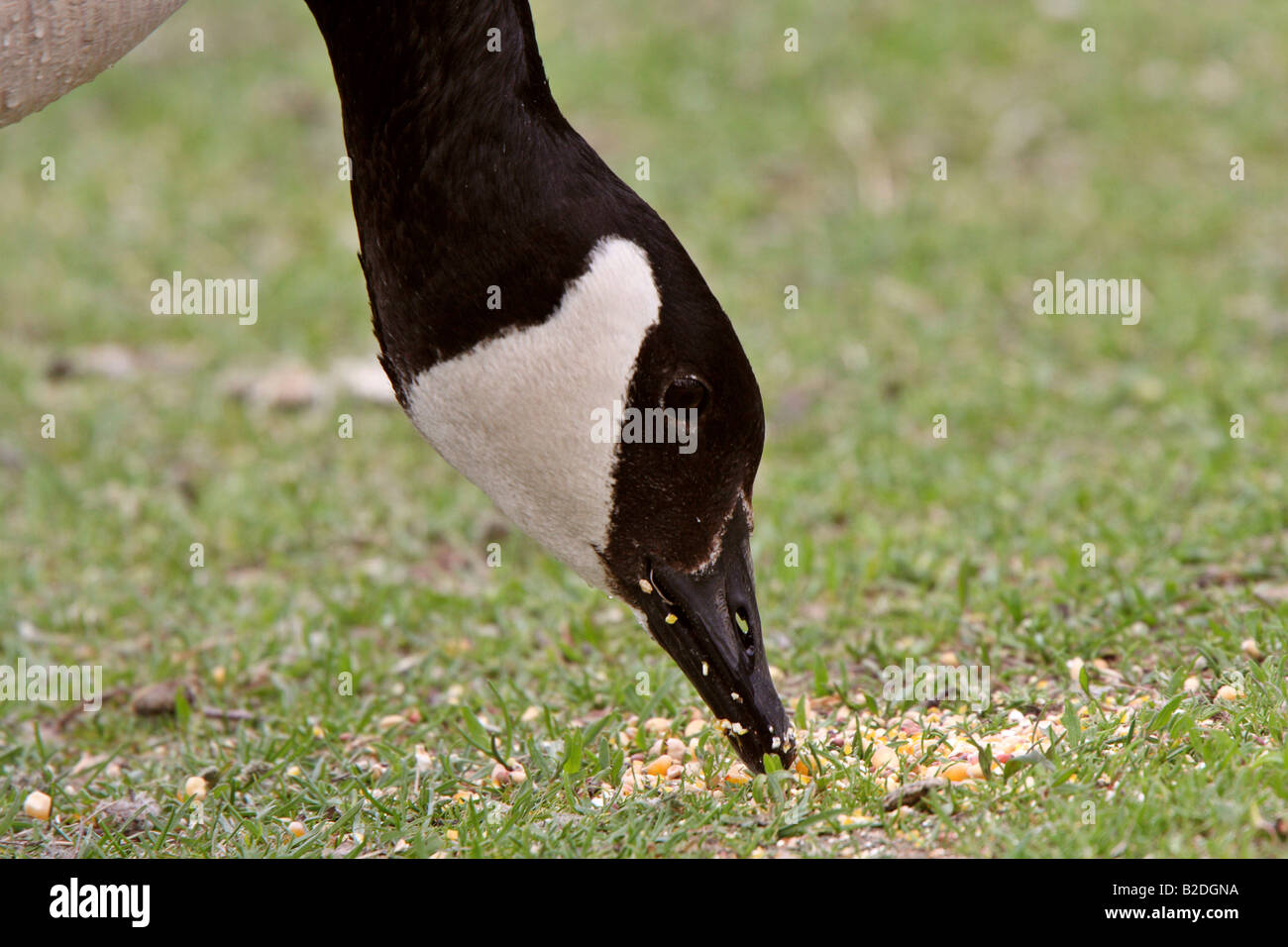 Canada Goose eating grain Stock Photo - Alamy
