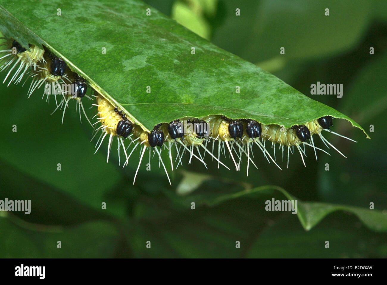 Heliconius Caterpillar Hi Res Stock Photography And Images Alamy