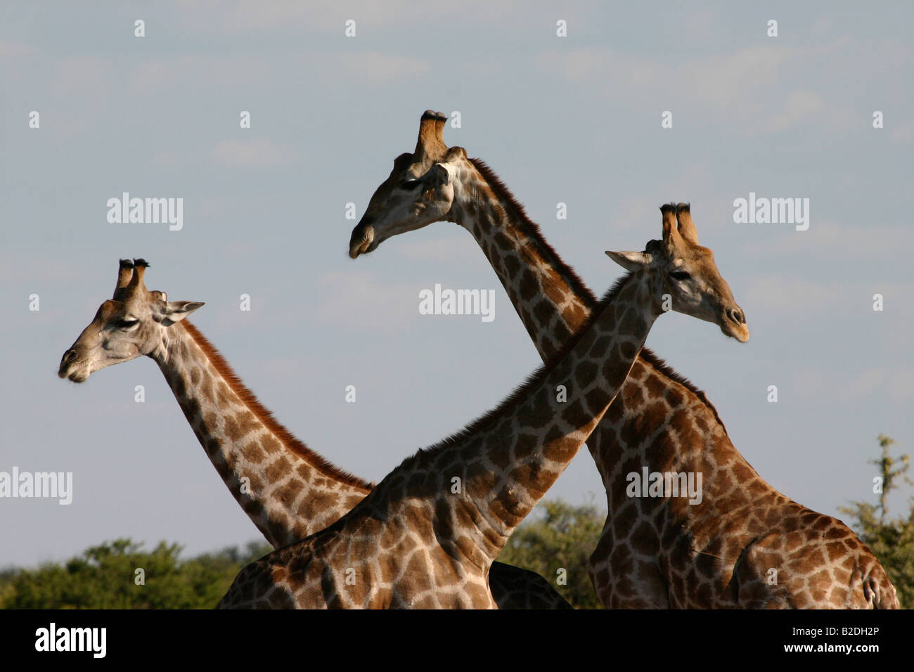 Giraffes cross necked Stock Photo - Alamy