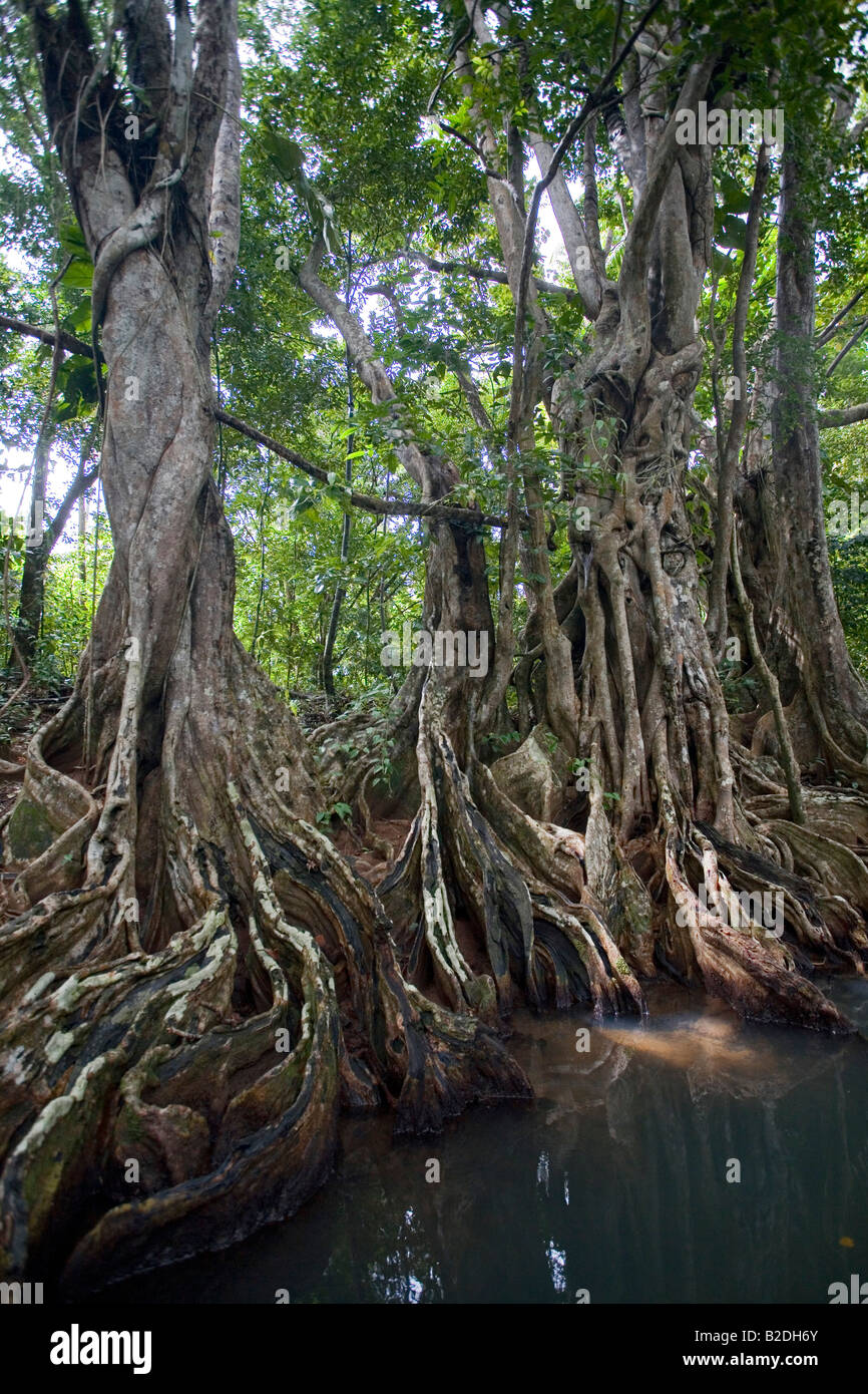 Swamp Blood Trees Pterocarpus officinalis Indian River Dominica Stock ...