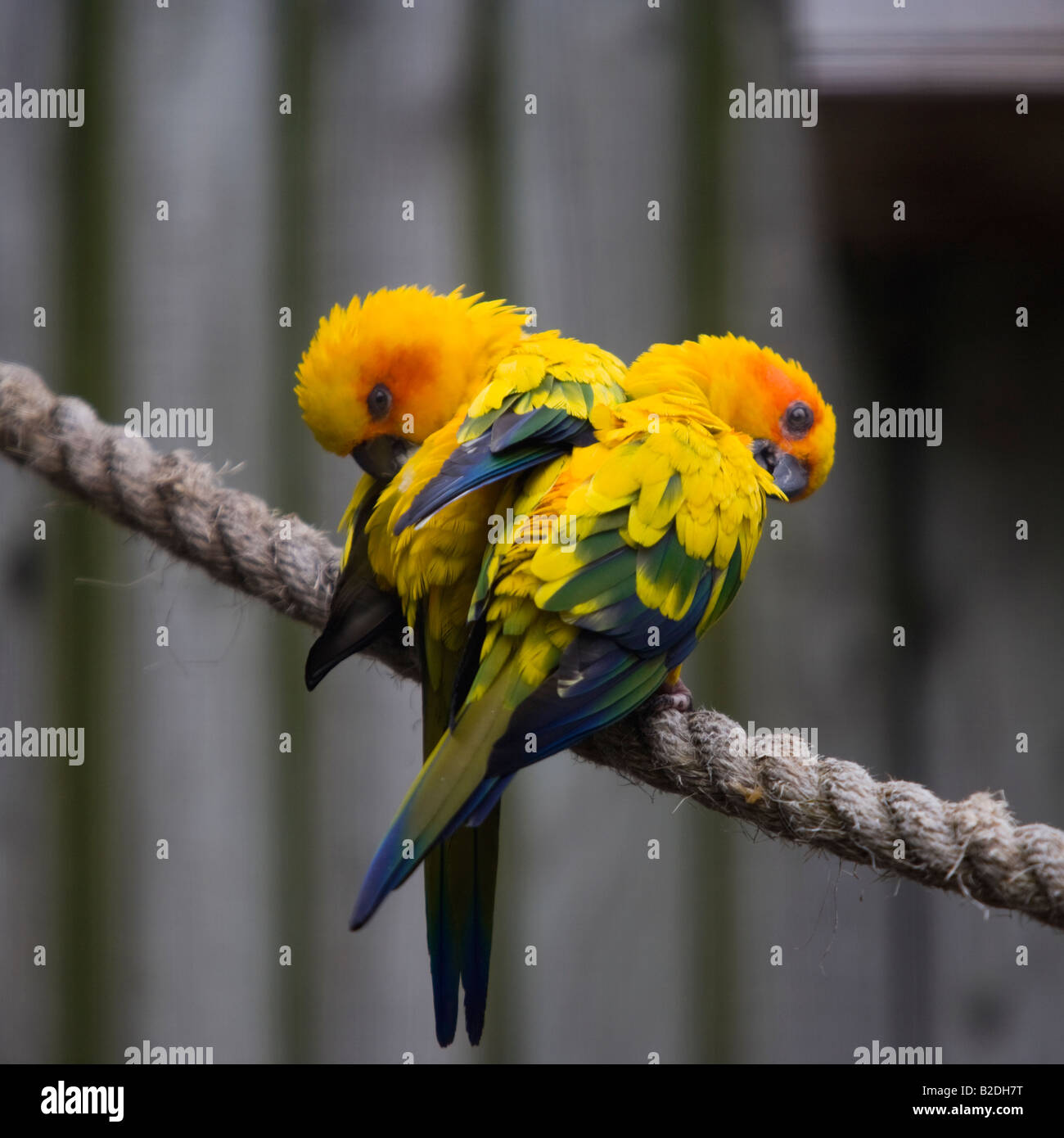 Colourful parrots hi-res stock photography and images - Alamy