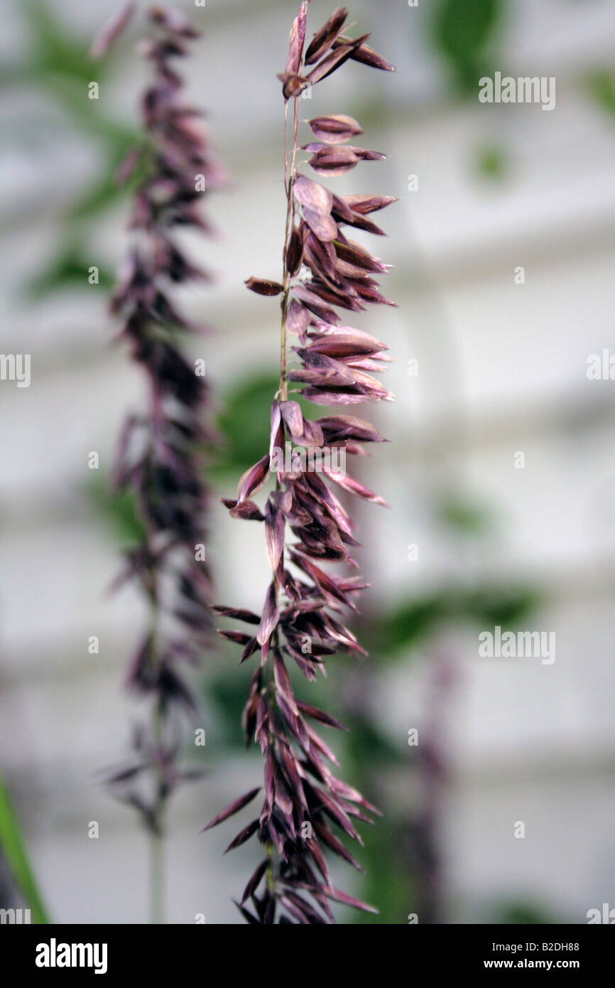 Ornamental grass panicle or seed head Stock Photo - Alamy