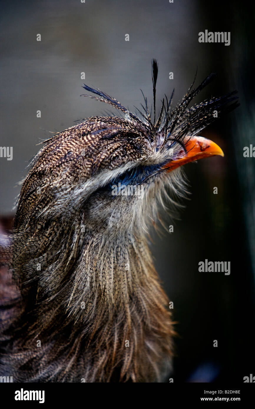 Bird with head plumage Stock Photo - Alamy