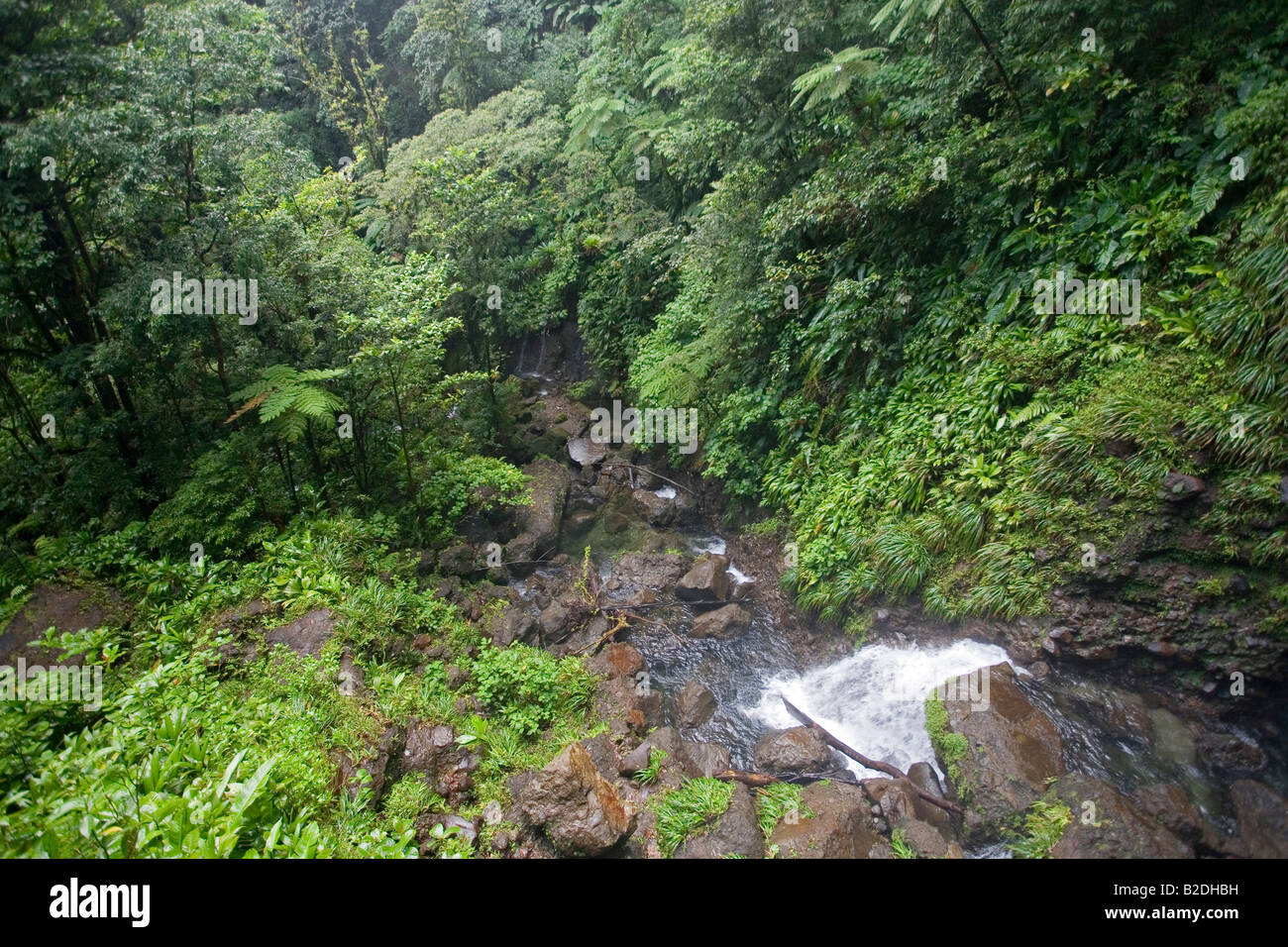 Creek flowing through tropical forest Middleham Falls area Dominica ...