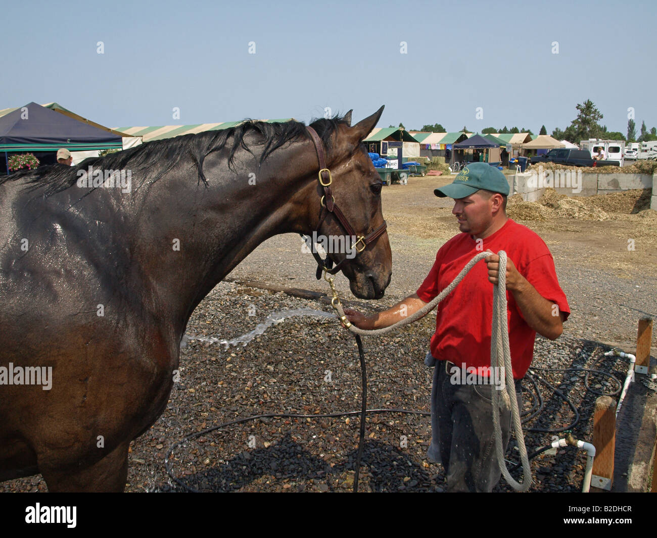 A ranch worker from Mexico gives a prize horse a cooling bath after a ...