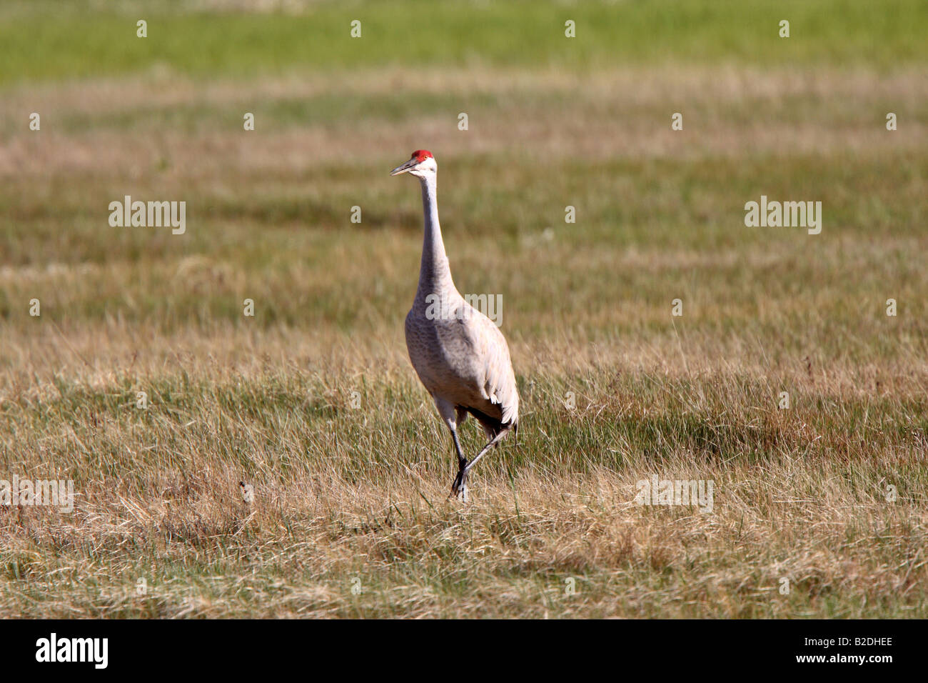 Sandhill Cranes during courting season Stock Photo - Alamy