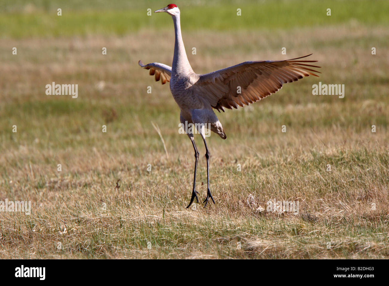 Sandhill Cranes during courting season Stock Photo - Alamy