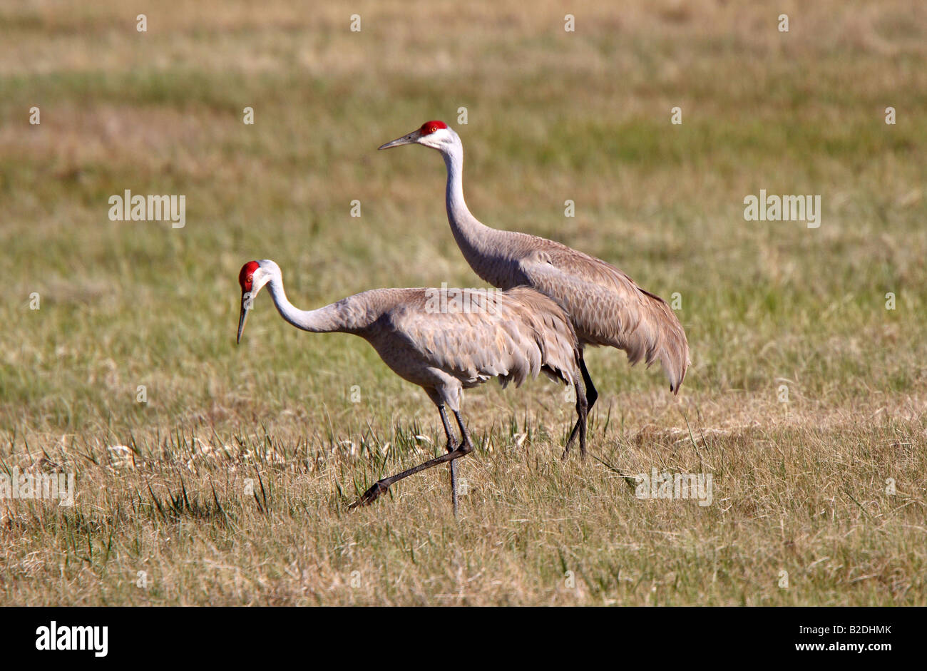 Sandhill crane mating display hi-res stock photography and images - Alamy