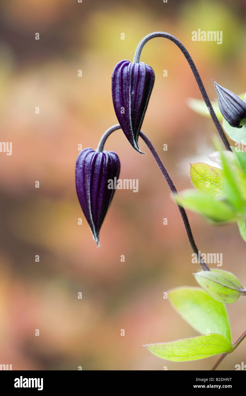 Rooguchi hi-res stock photography and images - Alamy