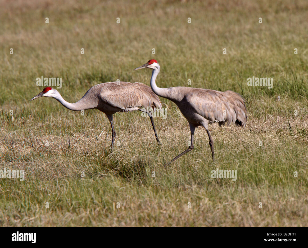 Sandhill Cranes during courting season Stock Photo - Alamy