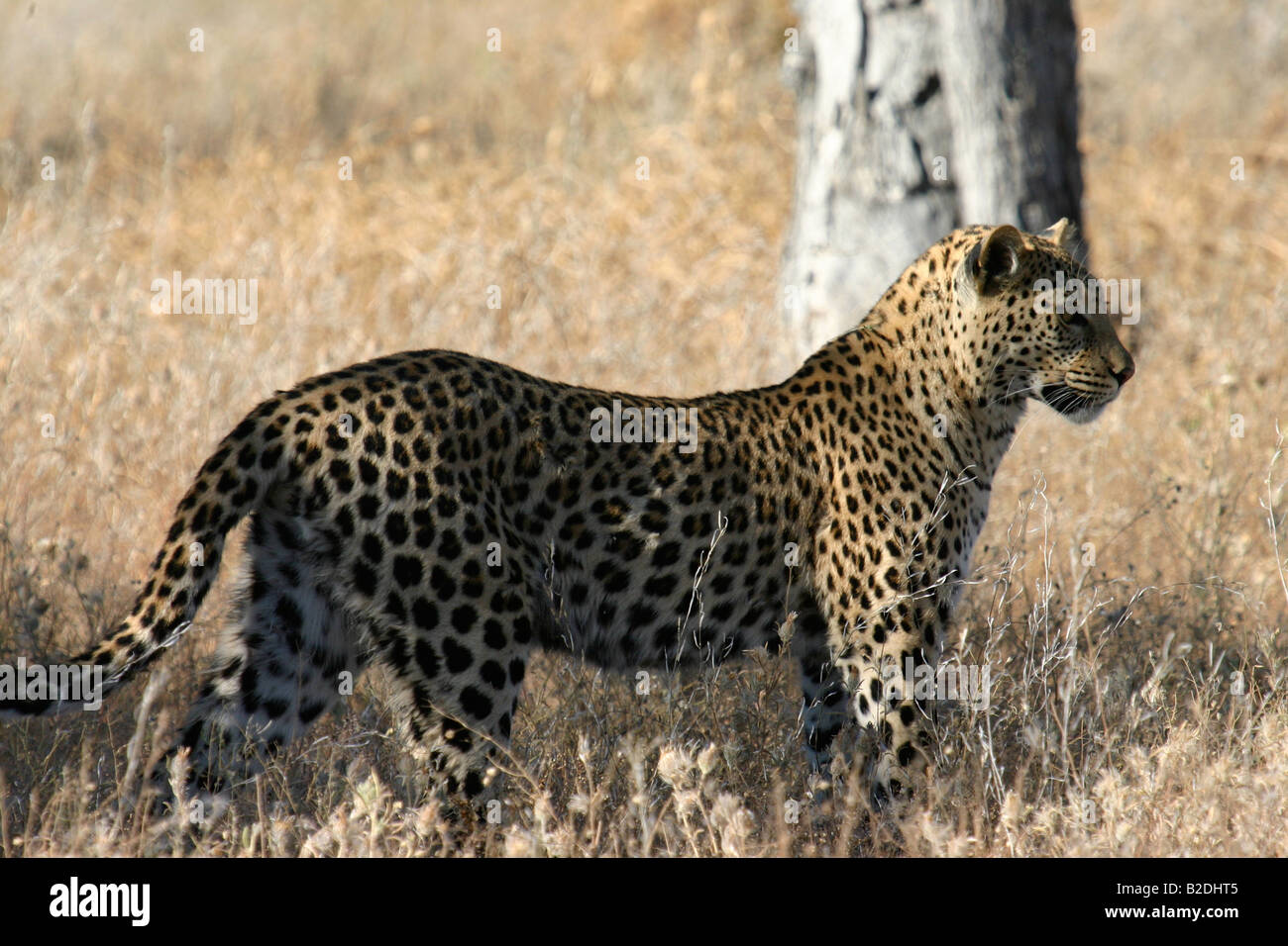 Panthera leopardus hi-res stock photography and images - Alamy