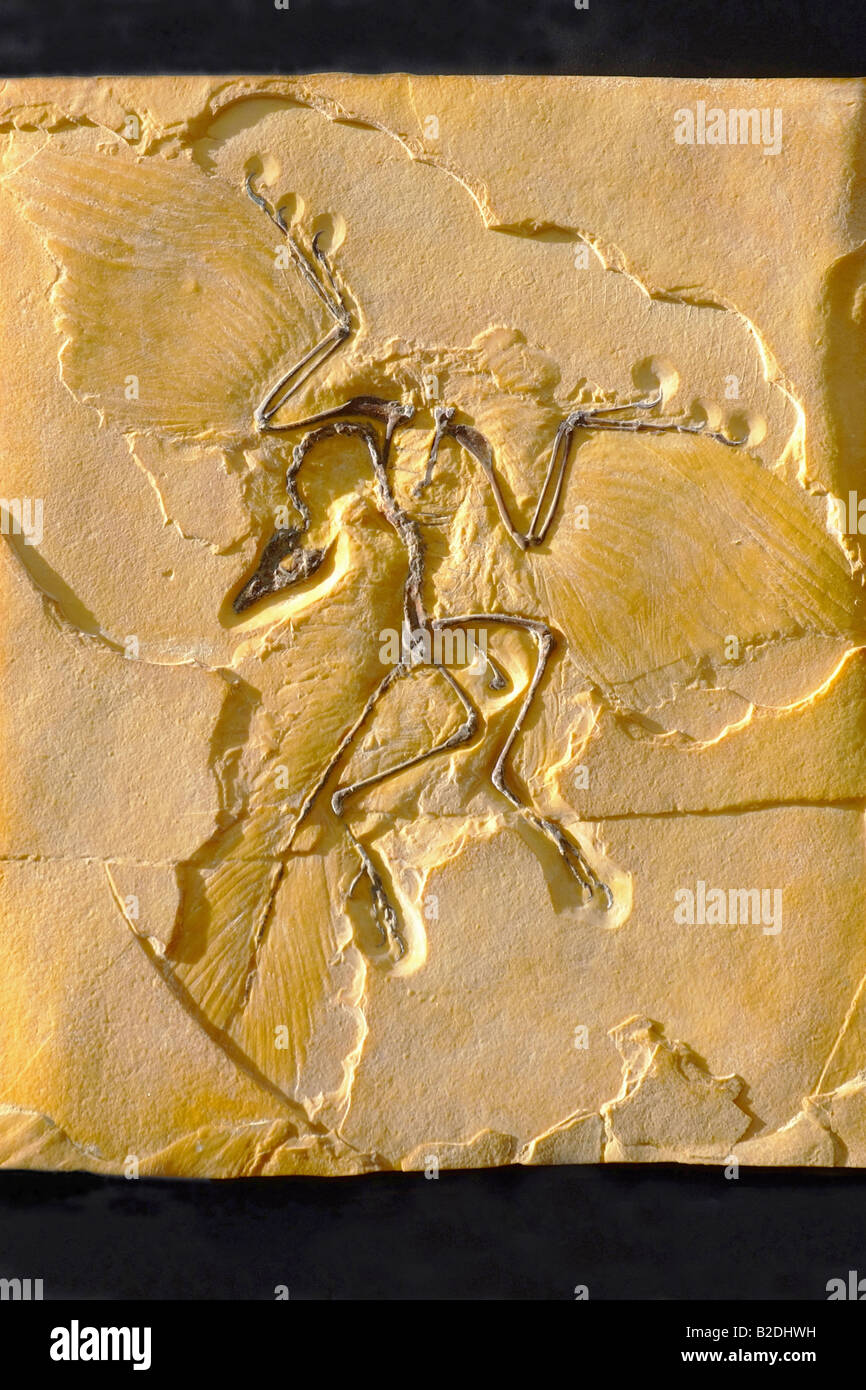 Archaeopteryx fossil hi-res stock photography and images - Alamy