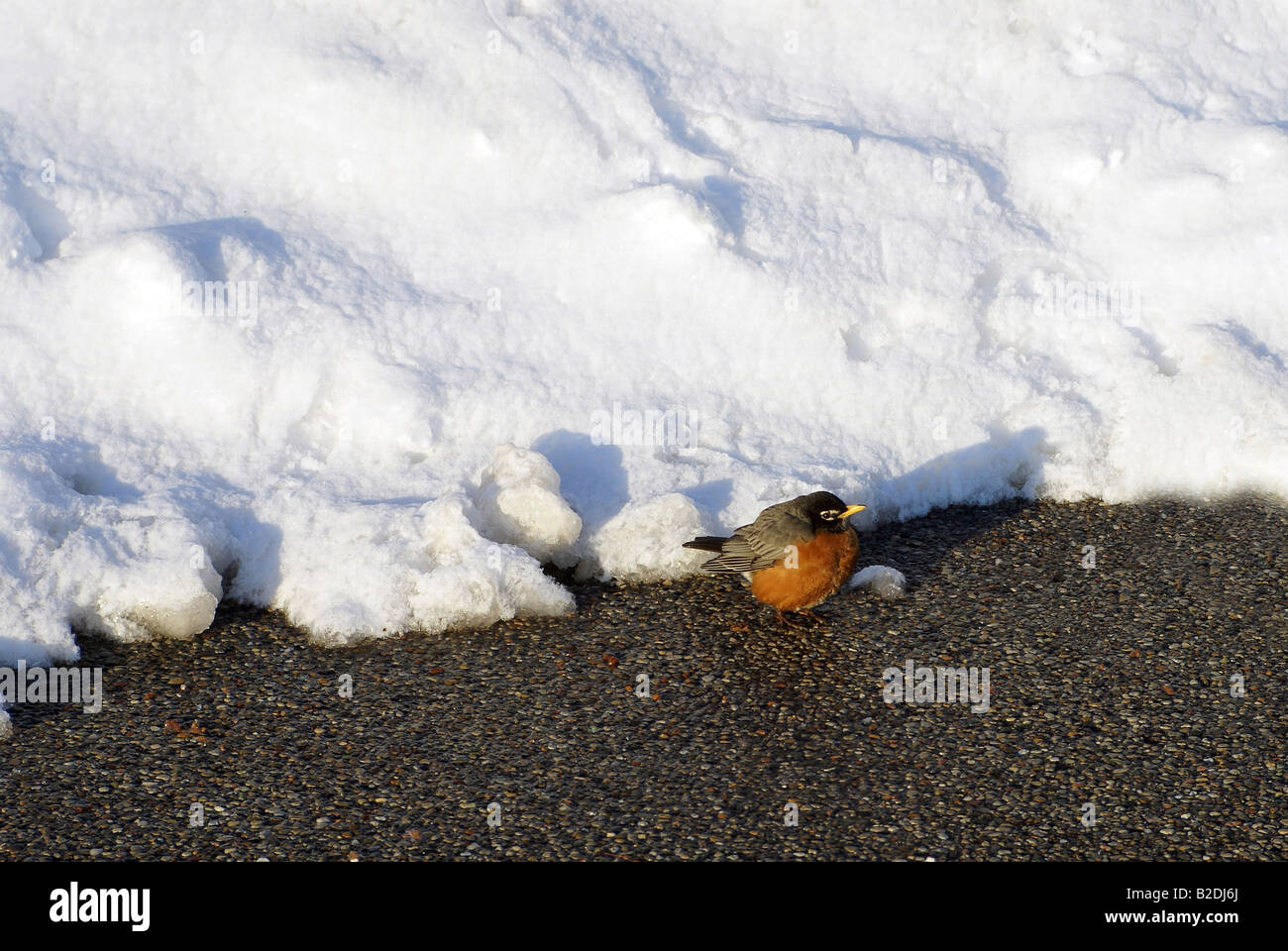 Robin In Winter Stock Photo - Alamy
