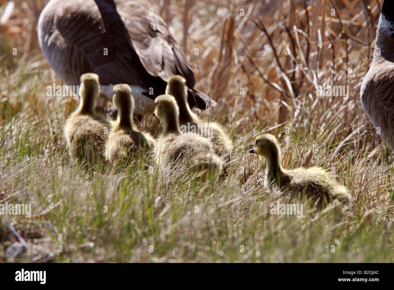 Gosling following Canada Goose parents Stock Photo - Alamy