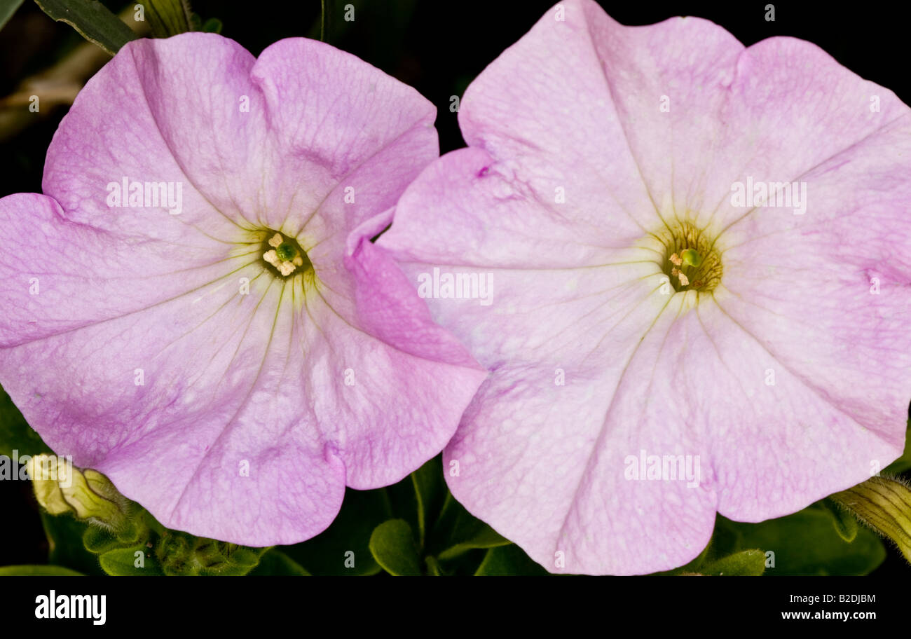 close up of pale lilac Petunia Stock Photo - Alamy