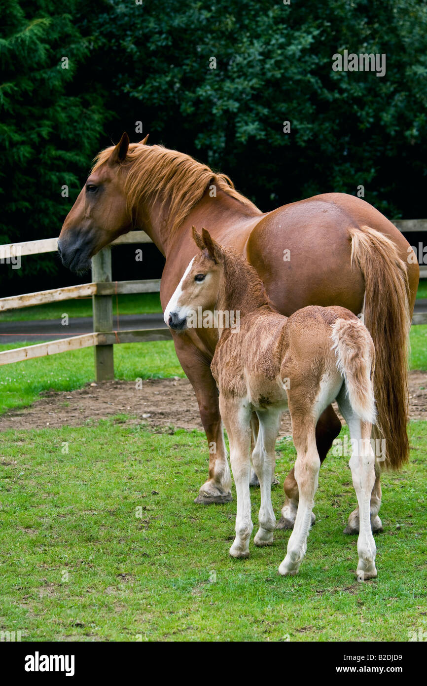 Suffolk Punch horse Stock Photo - Alamy