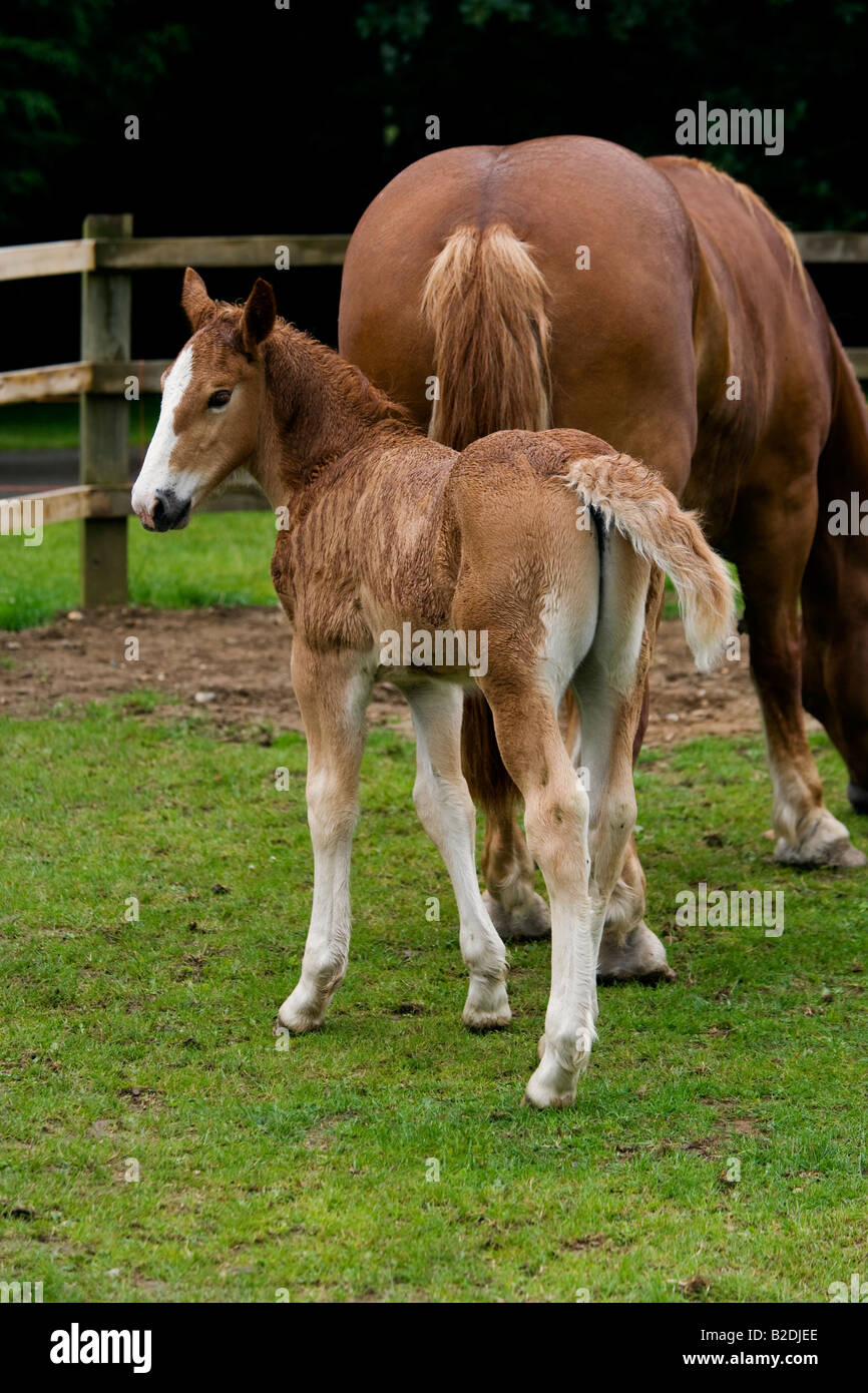 Suffolk punch horse hi-res stock photography and images - Alamy